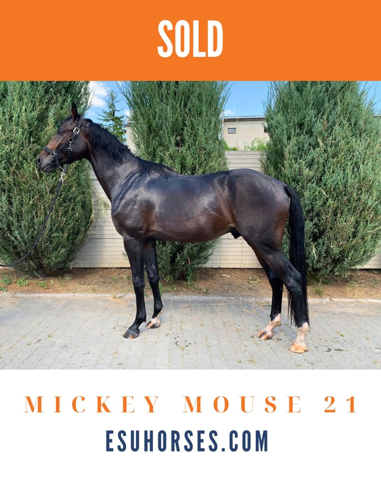 Продаж коней – Сторінка 6 – ESU Horses